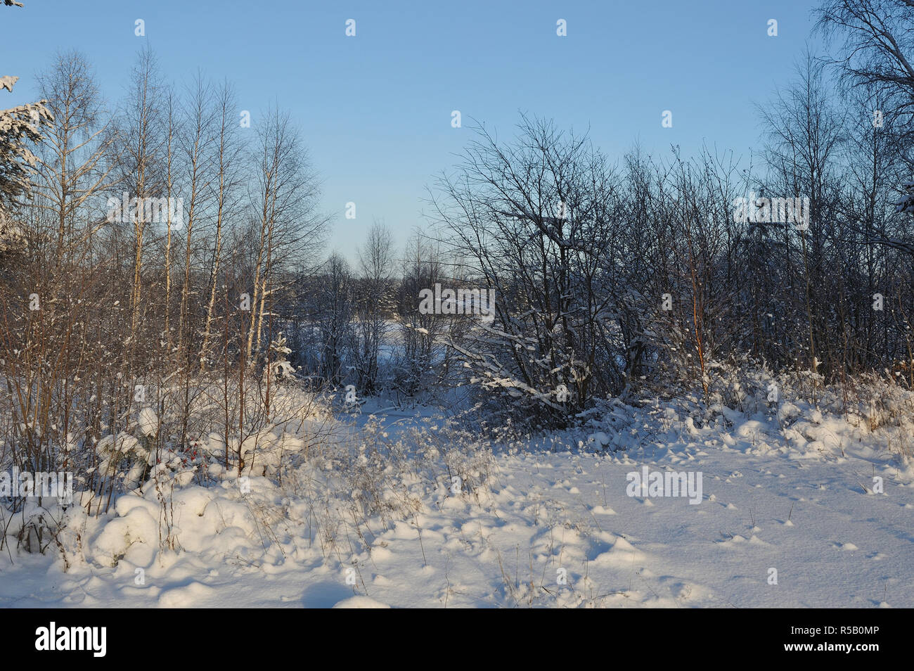 Beginning of winter. Covered with snow caps trees in one of the frosty ...