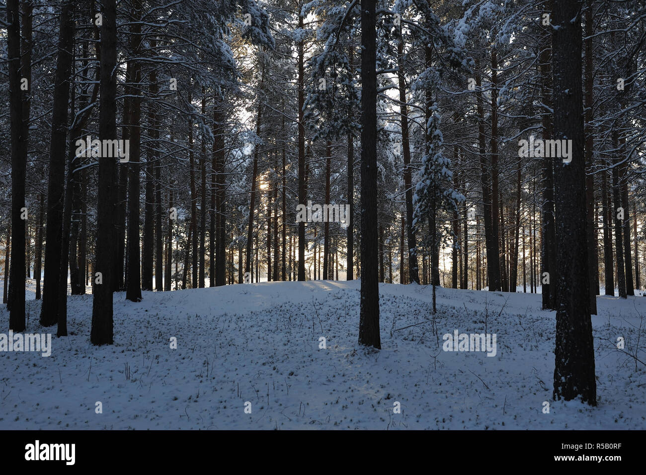 Beginning of winter. Covered with snow caps trees in one of the frosty ...