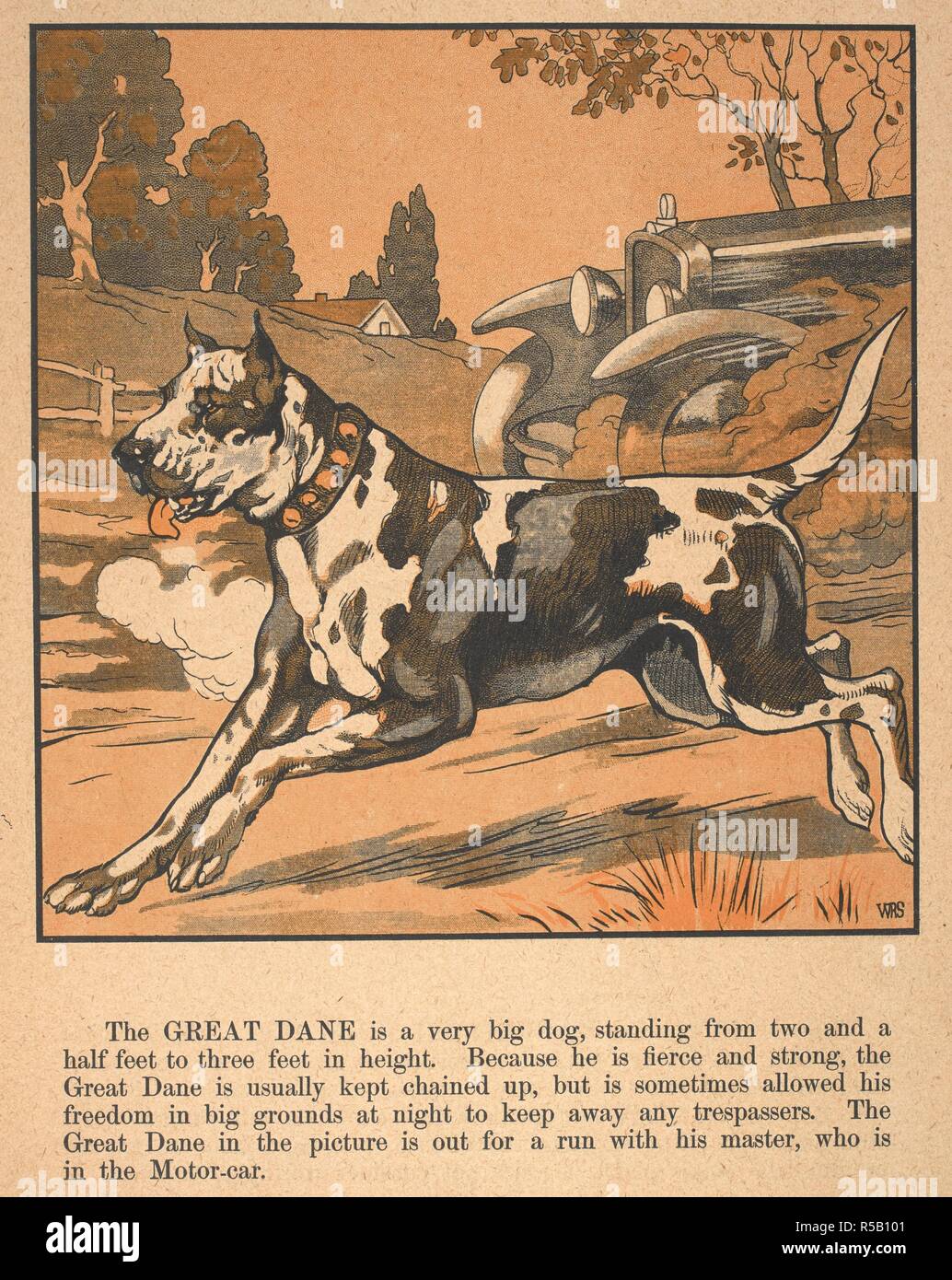 The Great Dane is pictured out for a run with his master, who is in the ...