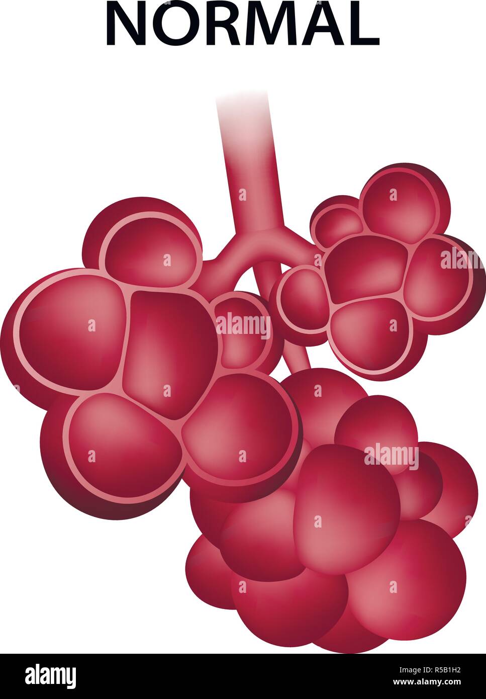 Alveolus gas exchange diagram hi-res stock photography and images - Alamy