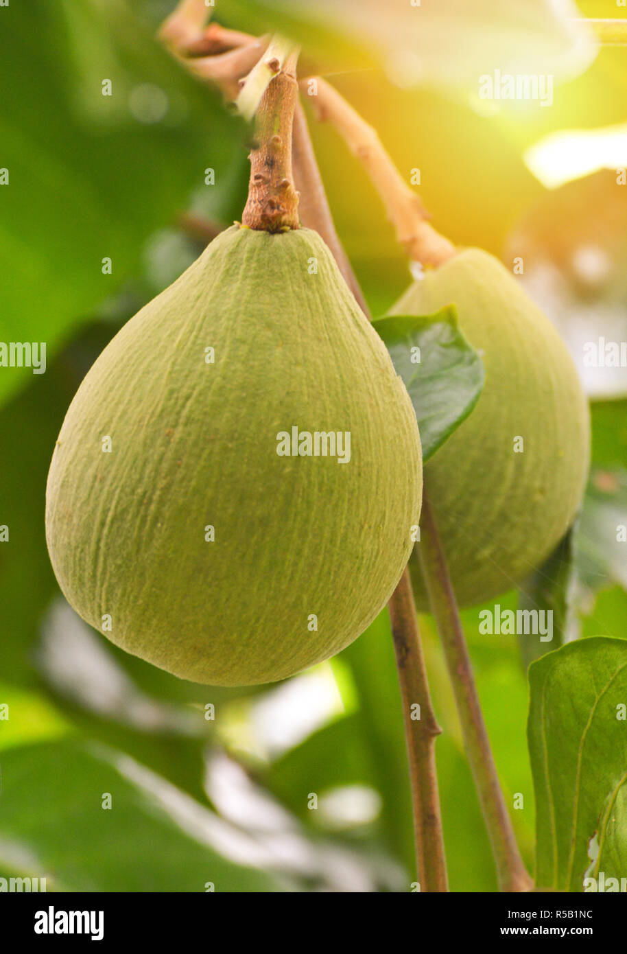 Sandoricum hi-res stock photography and images - Alamy