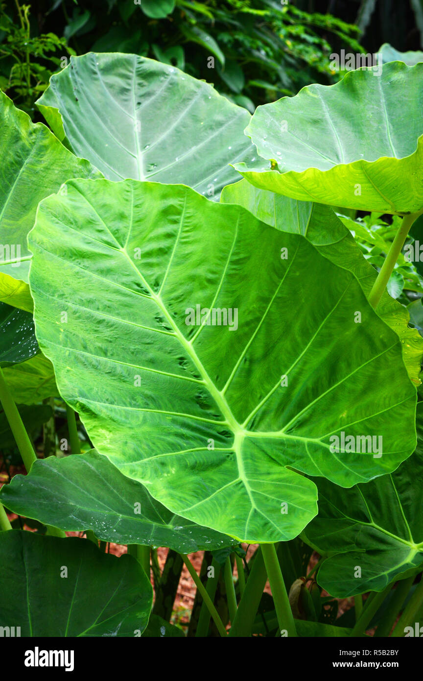 Giant taro plants hi-res stock photography and images - Alamy