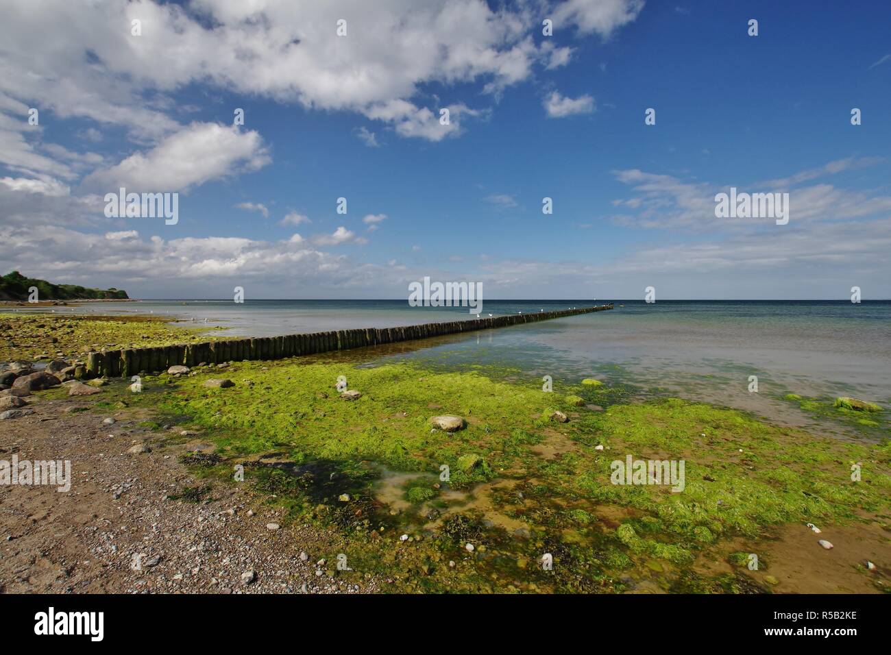 steep coast,baltic sea,groynes and natural beach in boltenhagen ...