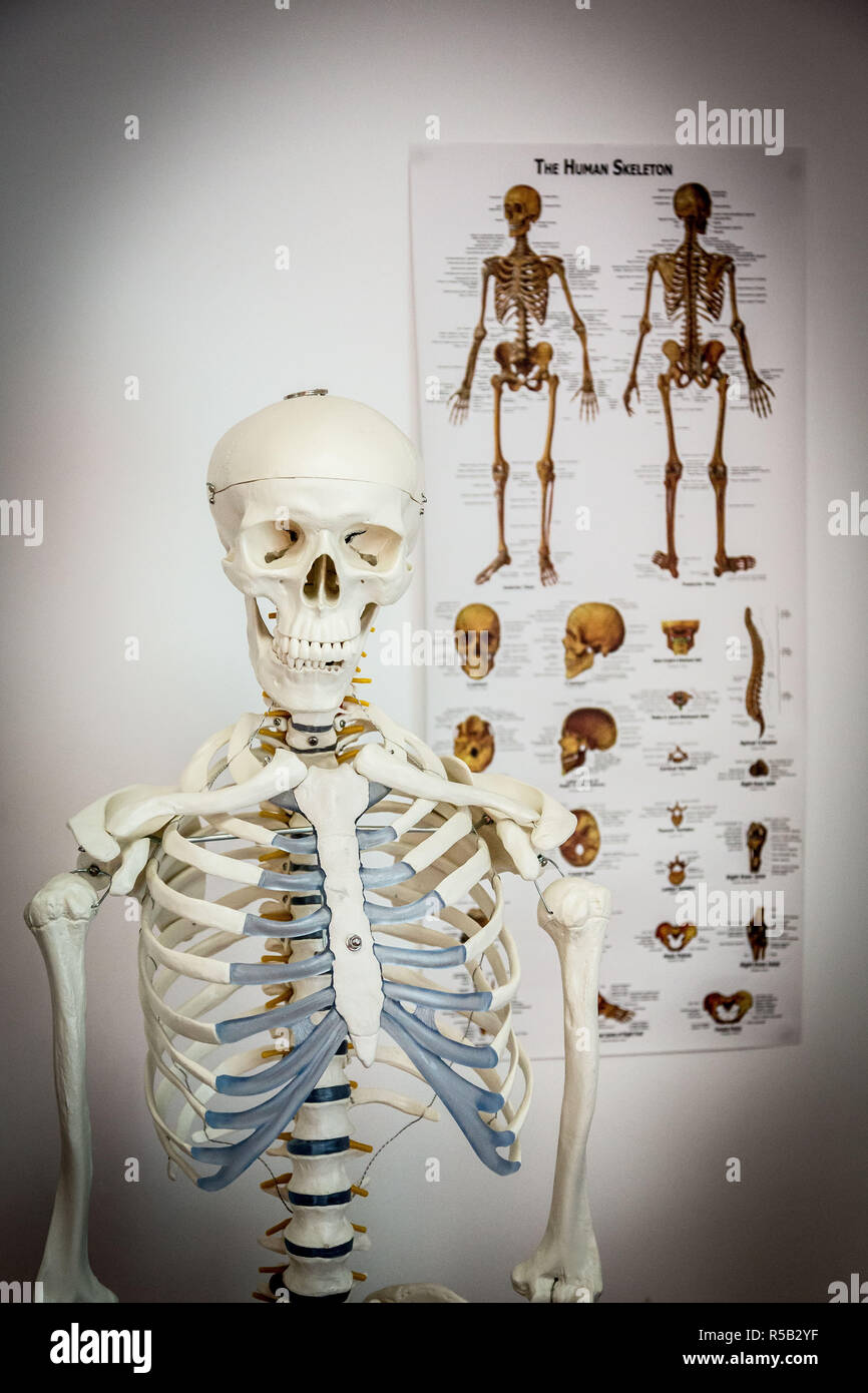 Skeleton still life hi-res stock photography and images - Alamy