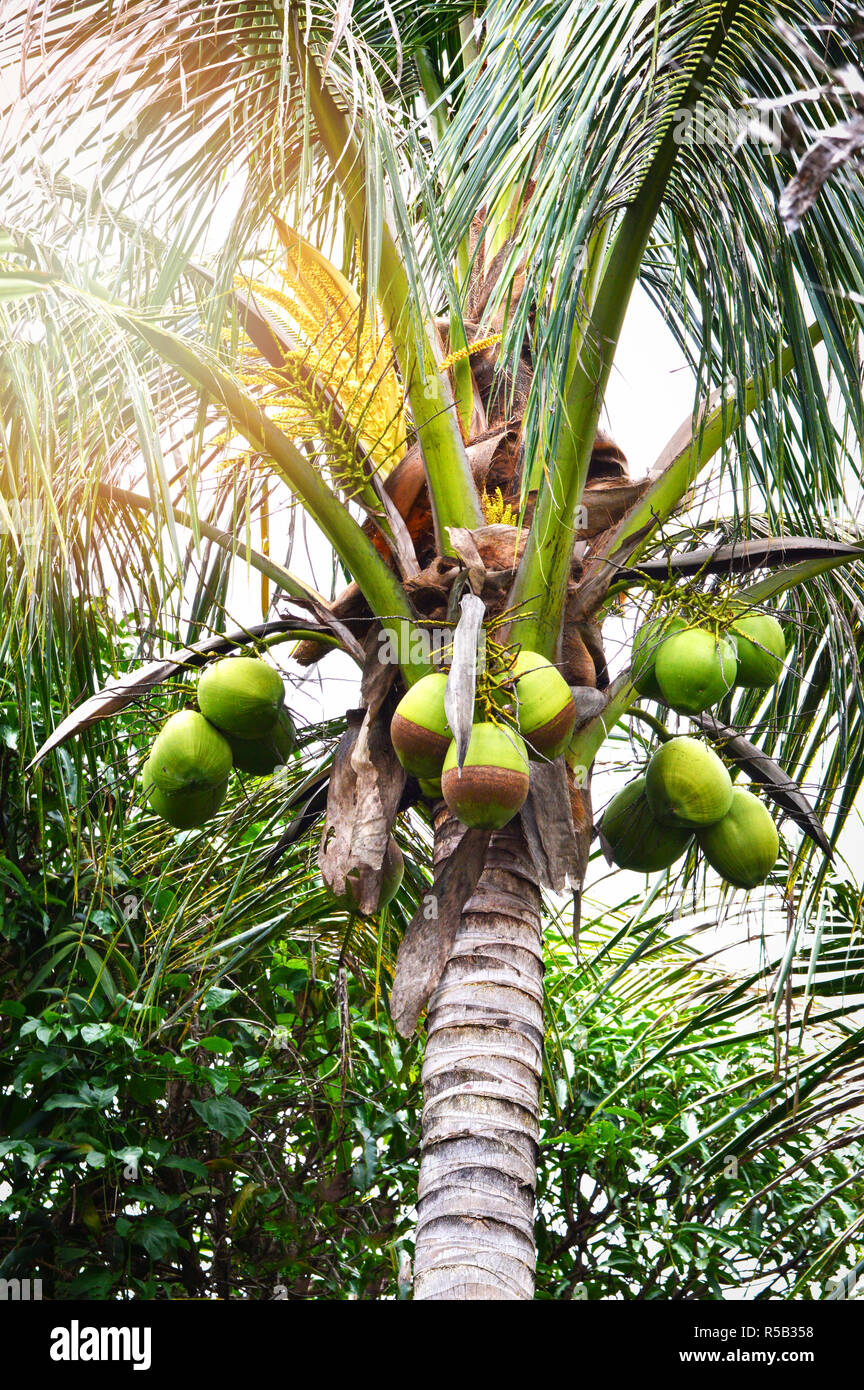 coconut tree with coconut fruit / palm tree tropical fruit in summer ...