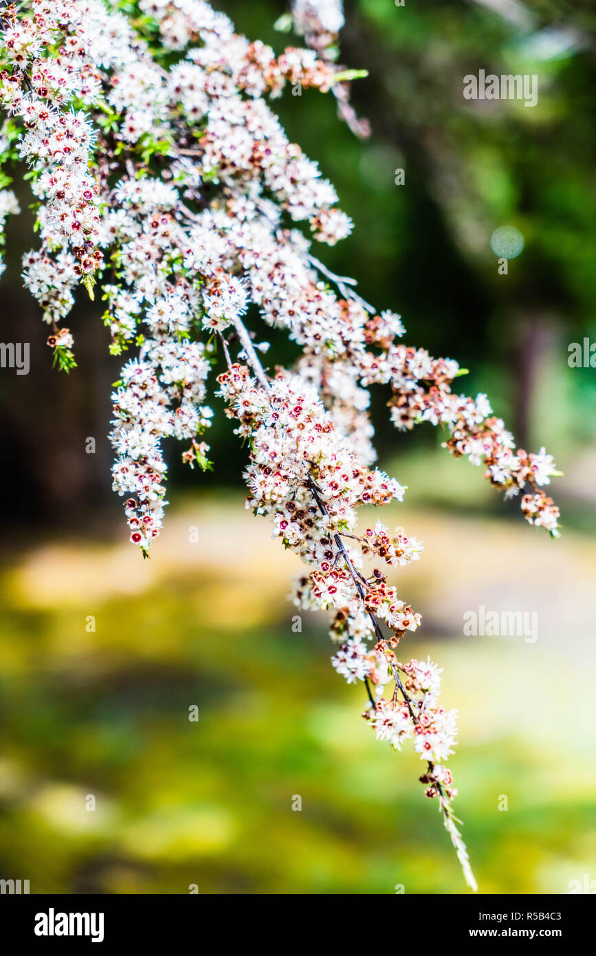 Leaves and flowers of Manuka (Leptospermum scoparium Stock Photo - Alamy