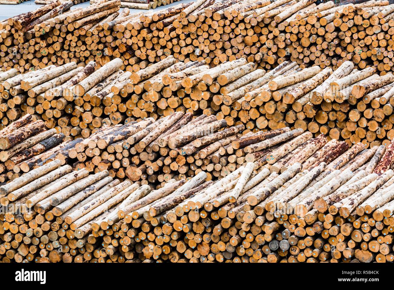 Pile of logs cut from felled trees Stock Photo - Alamy