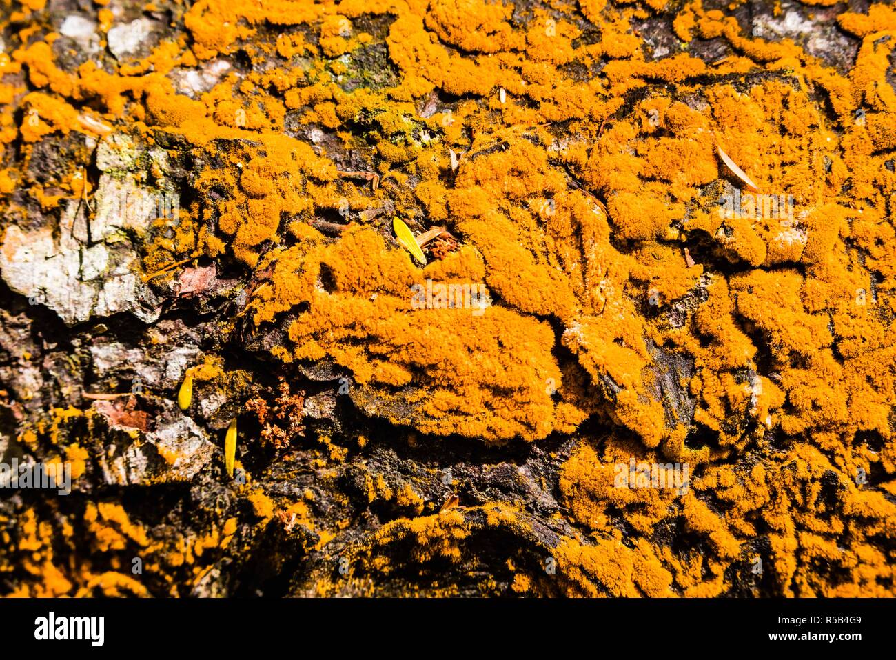 Trentepohlia is a green algae living free on terrestrial supports such ...