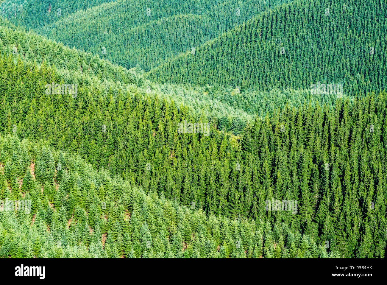 Pine logging in New Zealand Stock Photo - Alamy