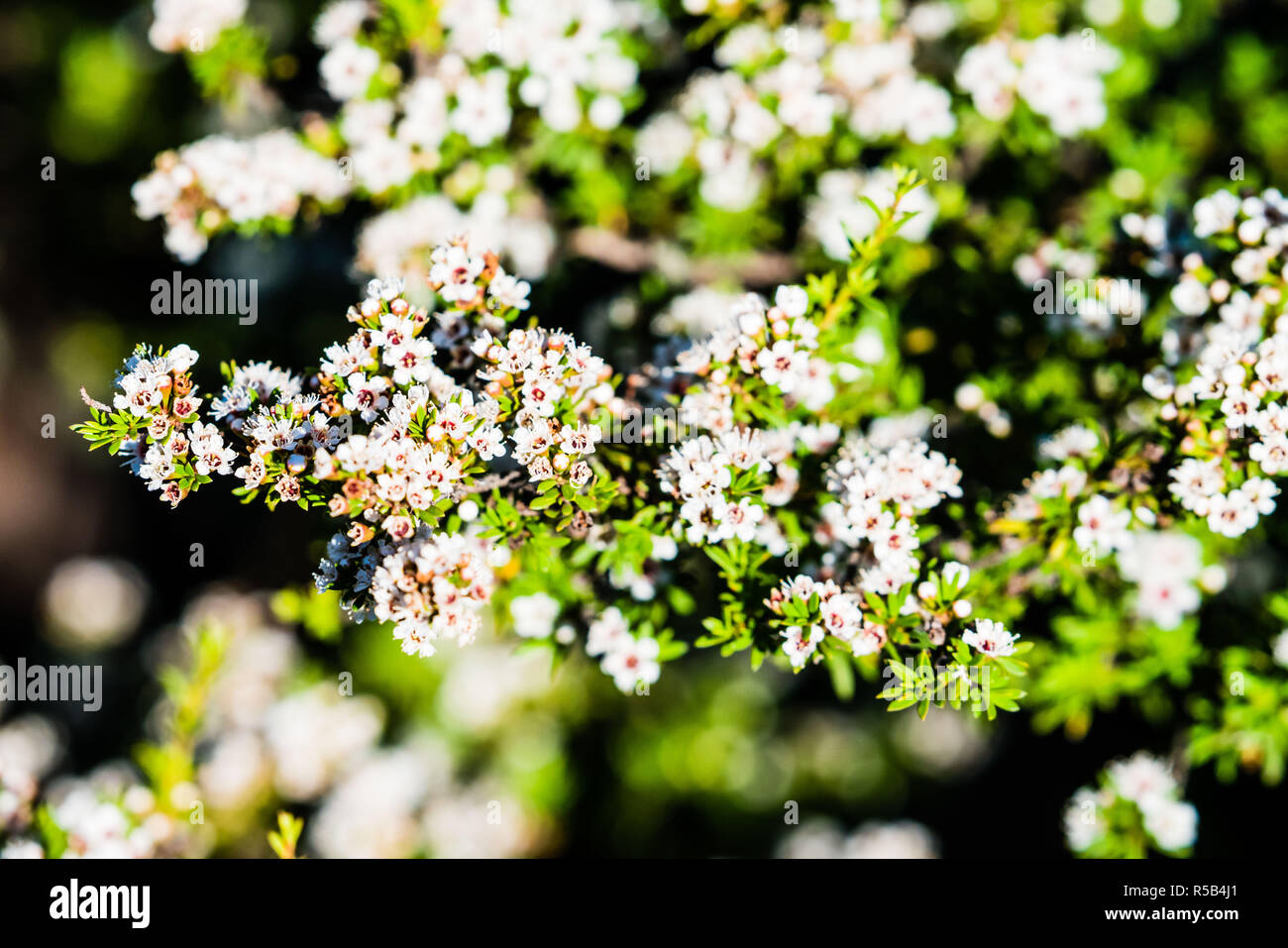 Leptospermum scoparium honey hi-res stock photography and images - Alamy