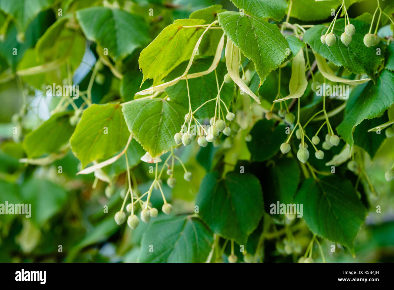 Linden tree leaves and flowers Stock Photo - Alamy