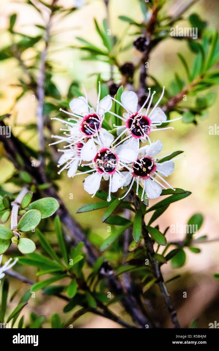 Leaves and flowers of Manuka (Leptospermum scoparium Stock Photo - Alamy
