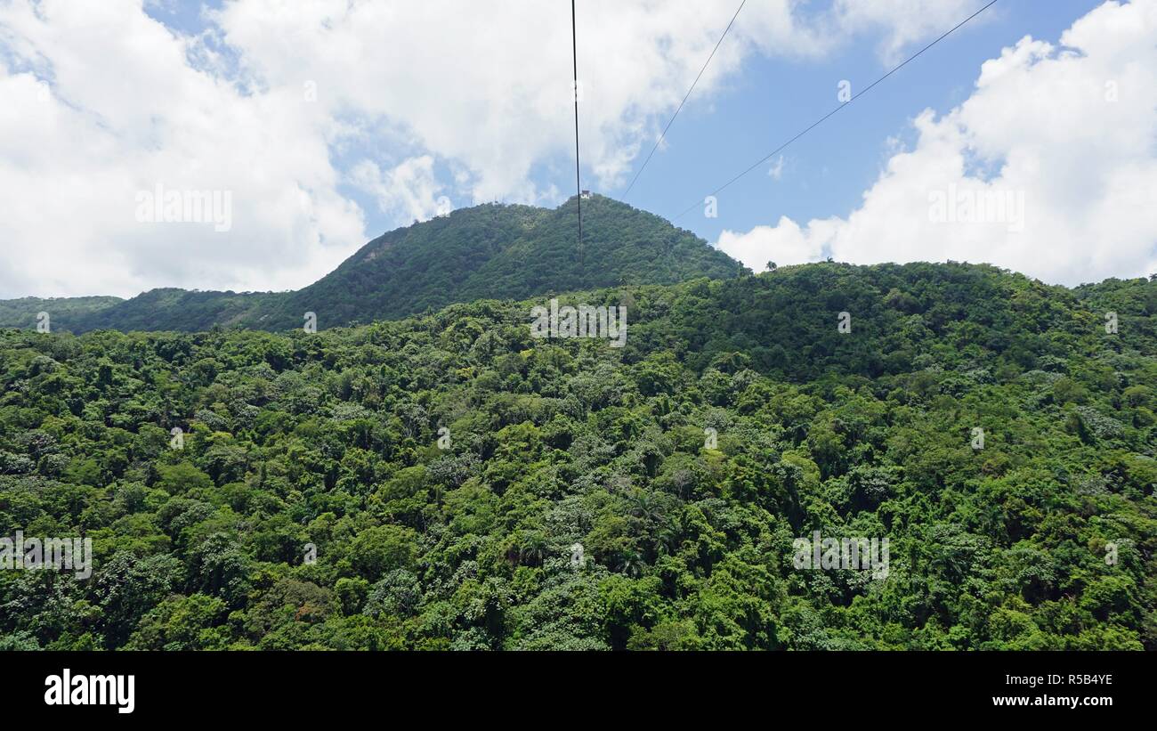 High elevation tropical plants hi-res stock photography and images - Alamy
