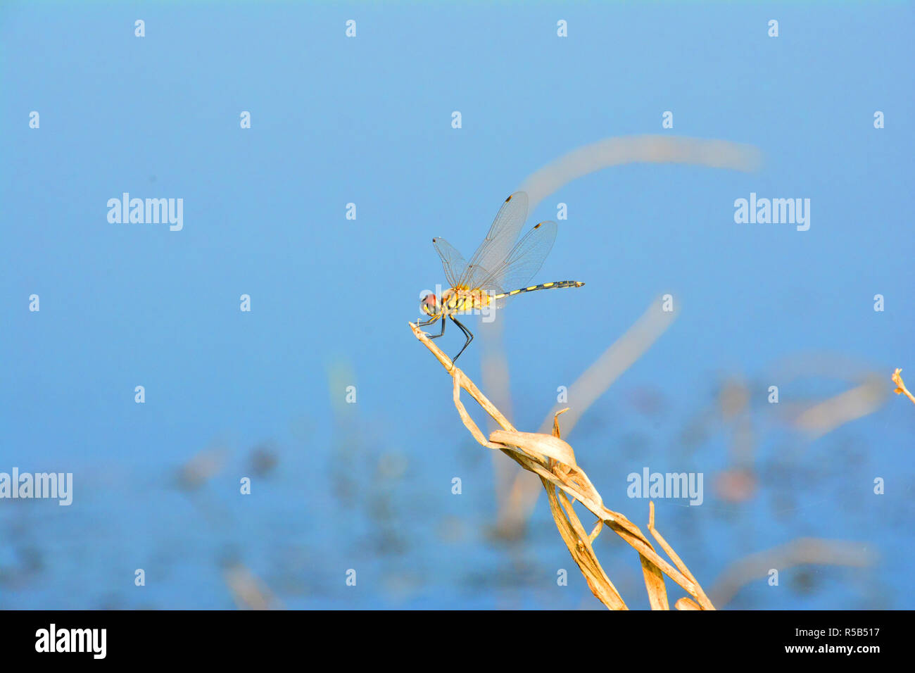 Dragonfly in the Puddle Stock Photo - Alamy