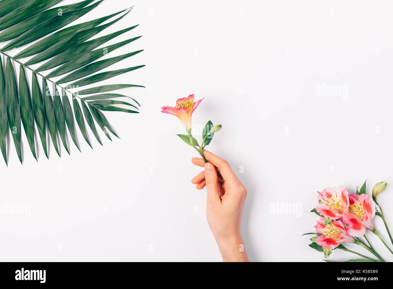 Top view female's hand holding small flower near palm leaf and fresh ...