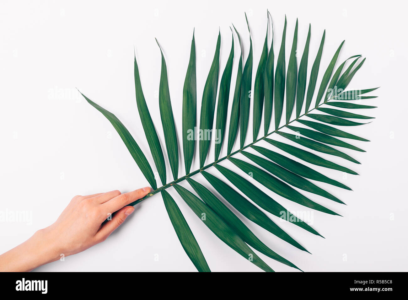 Female's hand holding lush green palm leaf on white background Stock ...