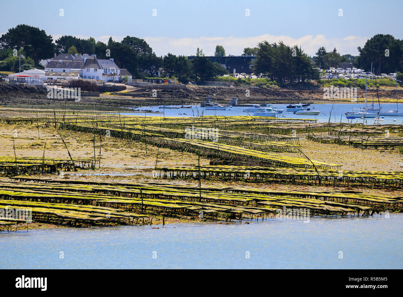 Algae beds hi-res stock photography and images - Alamy