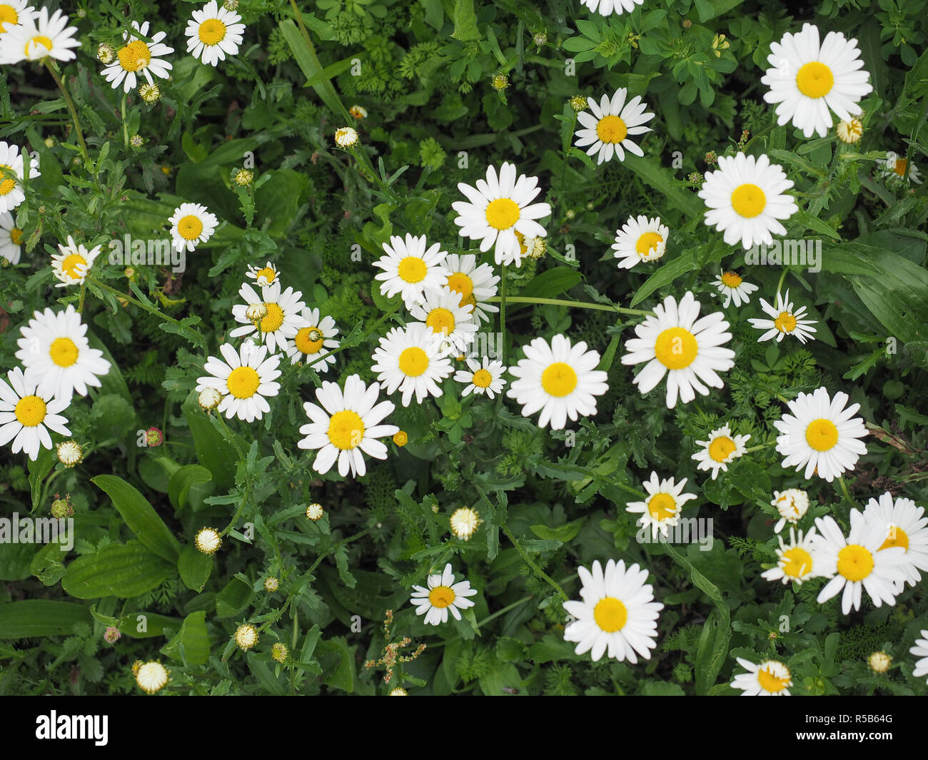 white daisy flower Stock Photo - Alamy