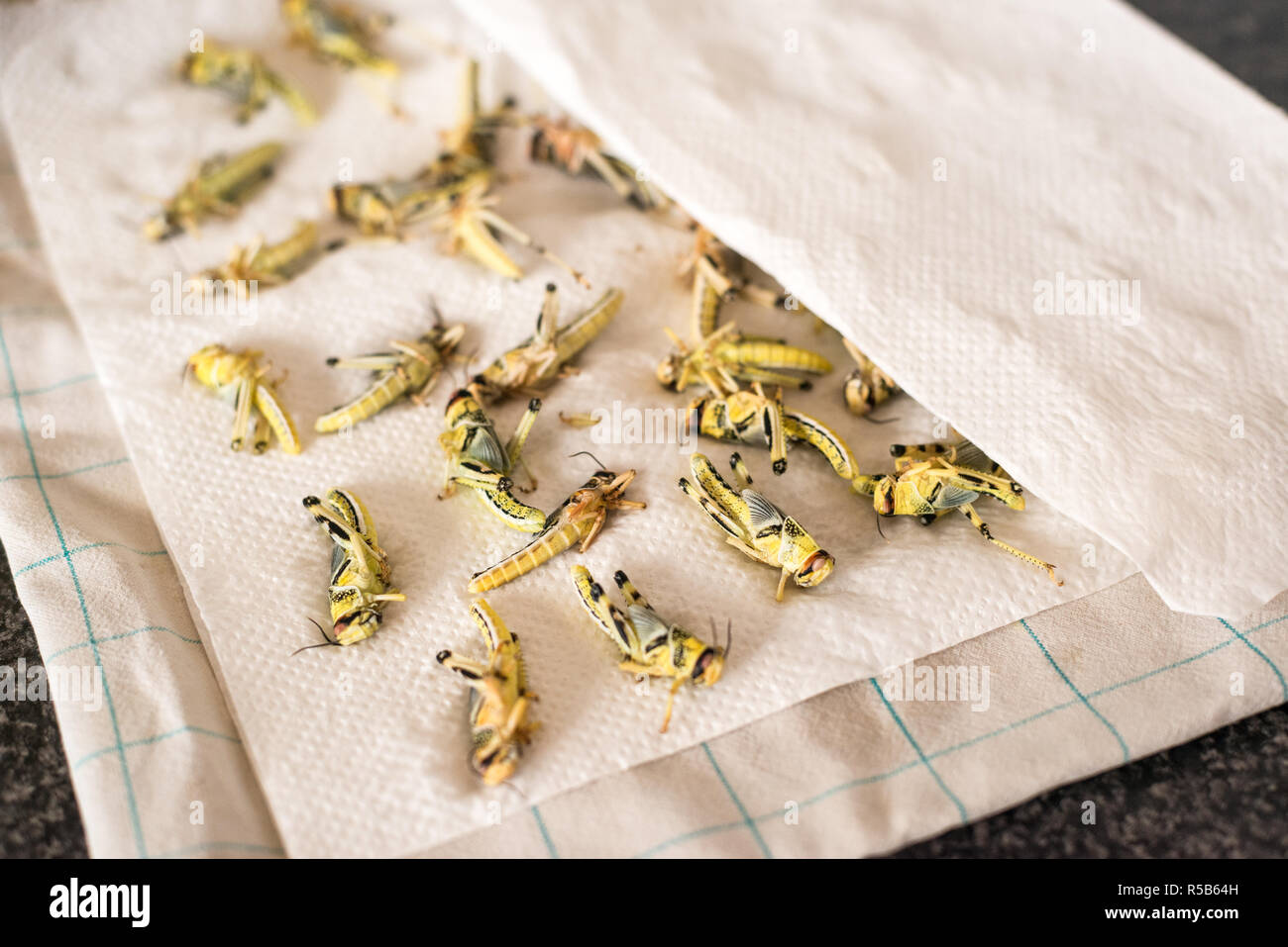 Cooking and eating edible bugs, a great source of protein and meat ...