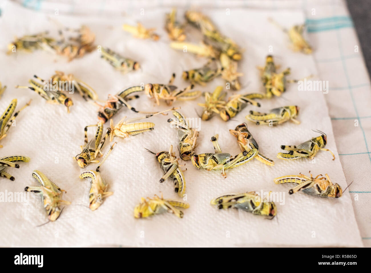 Cooking and eating edible bugs, a great source of protein and meat ...