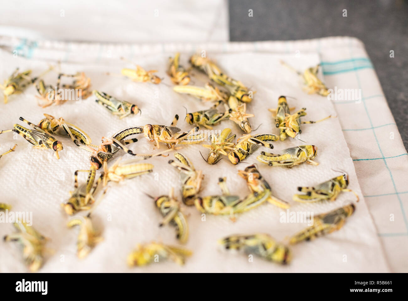 Cooking and eating edible bugs, a great source of protein and meat ...