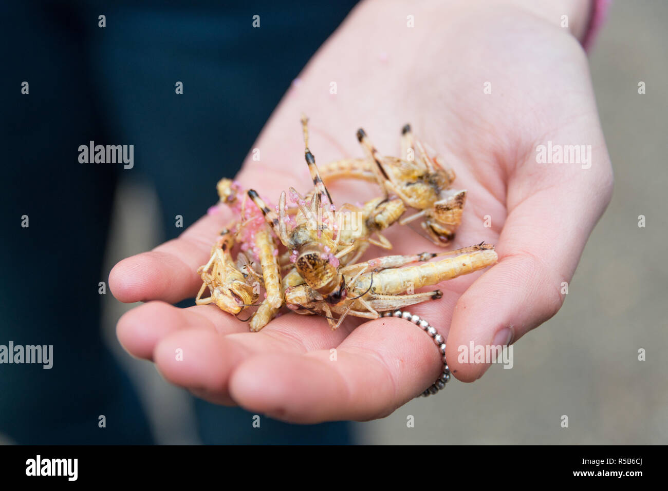 Cooking and eating edible bugs, a great source of protein and meat ...