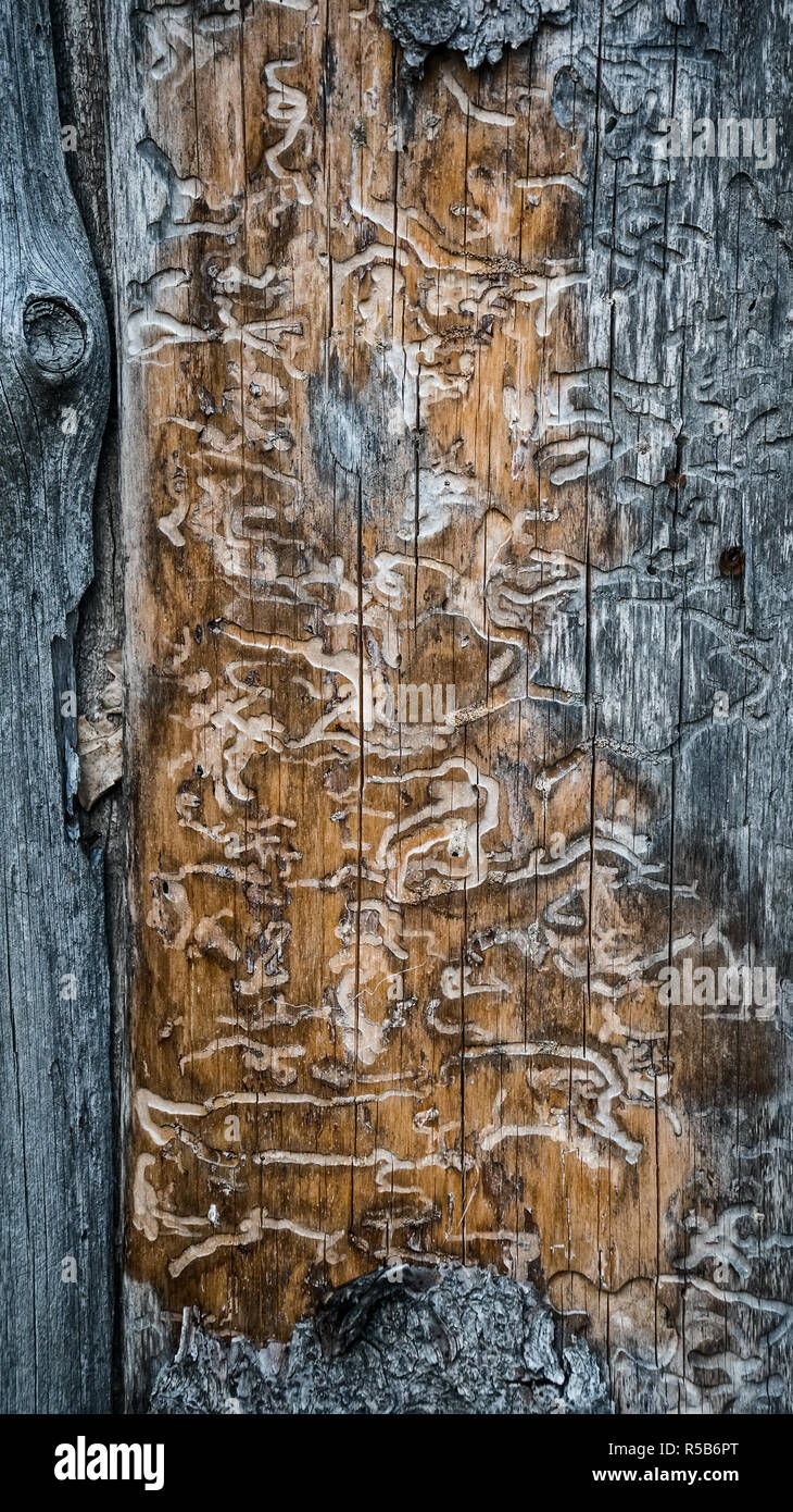 The texture of a tree damaged by a forest pest by a beetle bark. Aisles ...