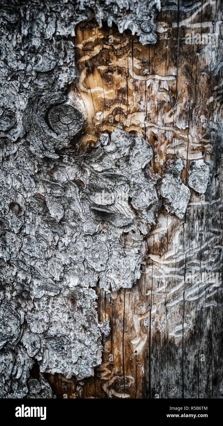 The texture of a tree damaged by a forest pest by a beetle bark. Aisles ...