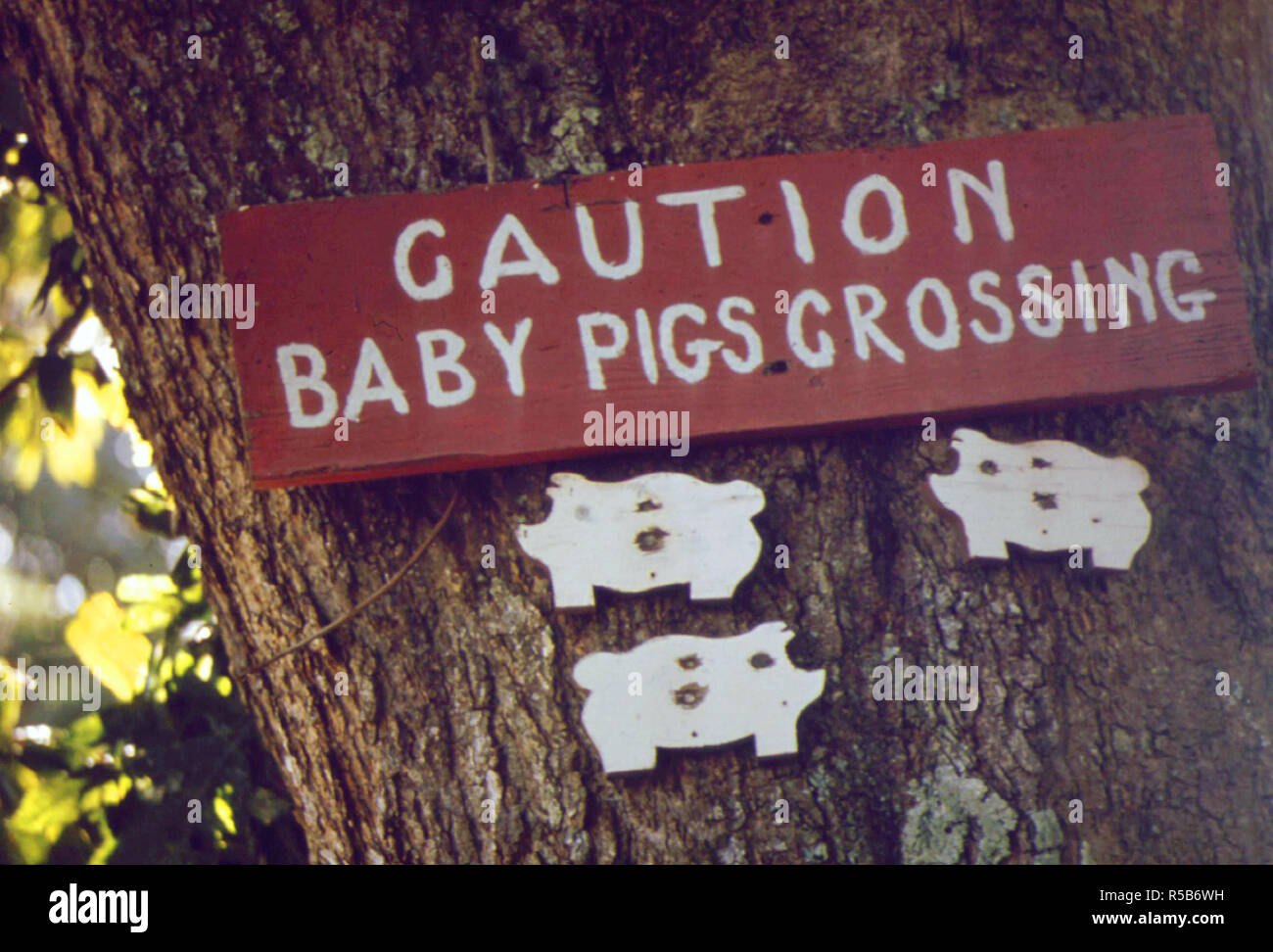 Pig crossing sign hi-res stock photography and images - Alamy