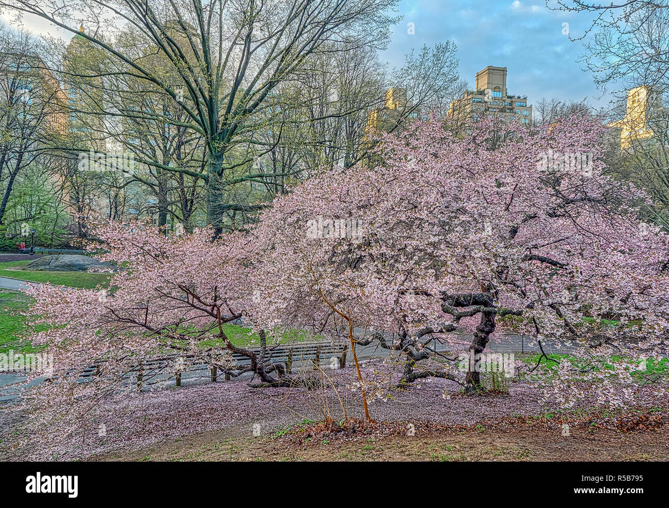 Central Park, Manhattan, New York City in spring Stock Photo - Alamy