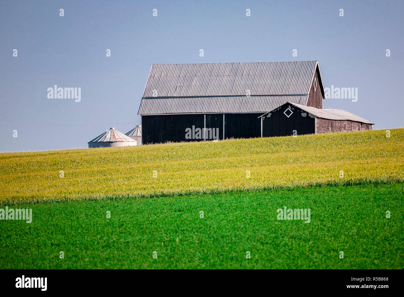 Farm field of 2 different crops with a barn and silos in the Background ...