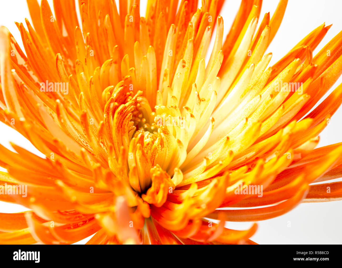 High key still life hi-res stock photography and images - Alamy