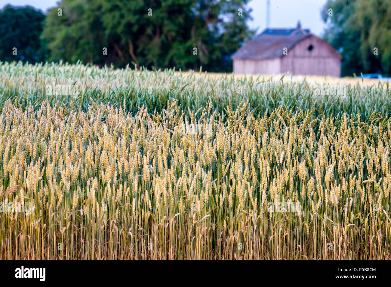 Cereal crop wheatfield hi-res stock photography and images - Alamy