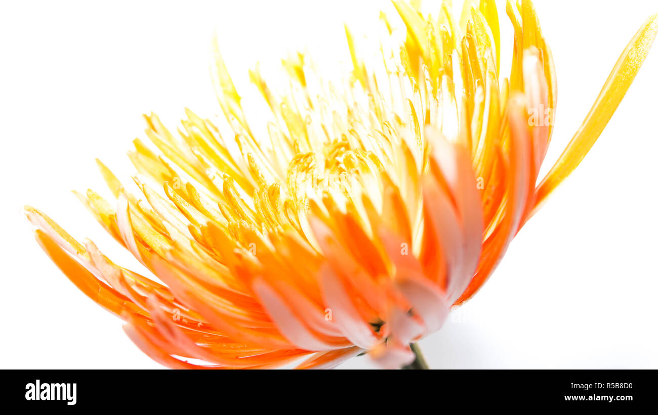 High key still life hi-res stock photography and images - Alamy