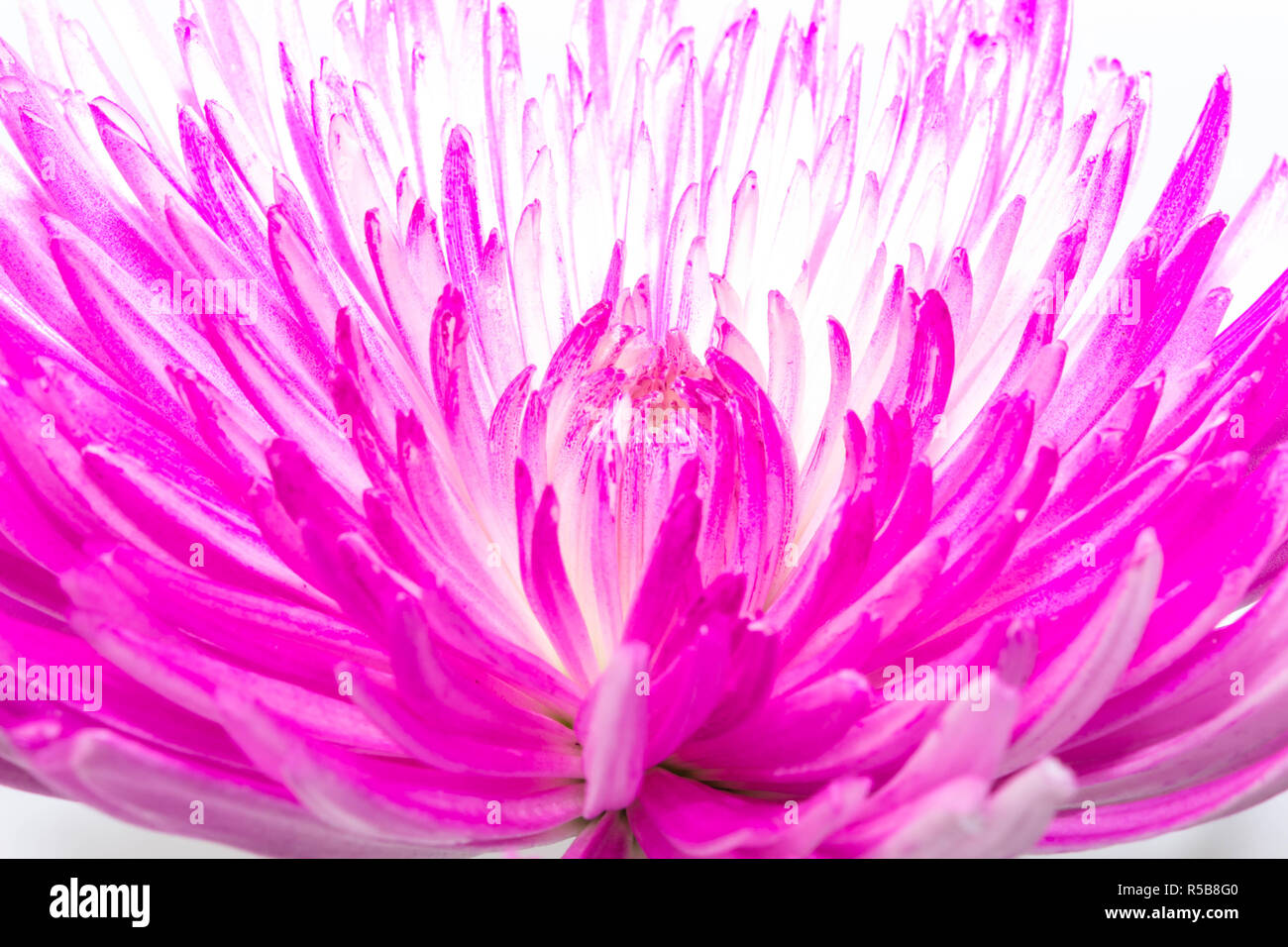 Bright background blooming chrysanthemums hi-res stock photography and ...