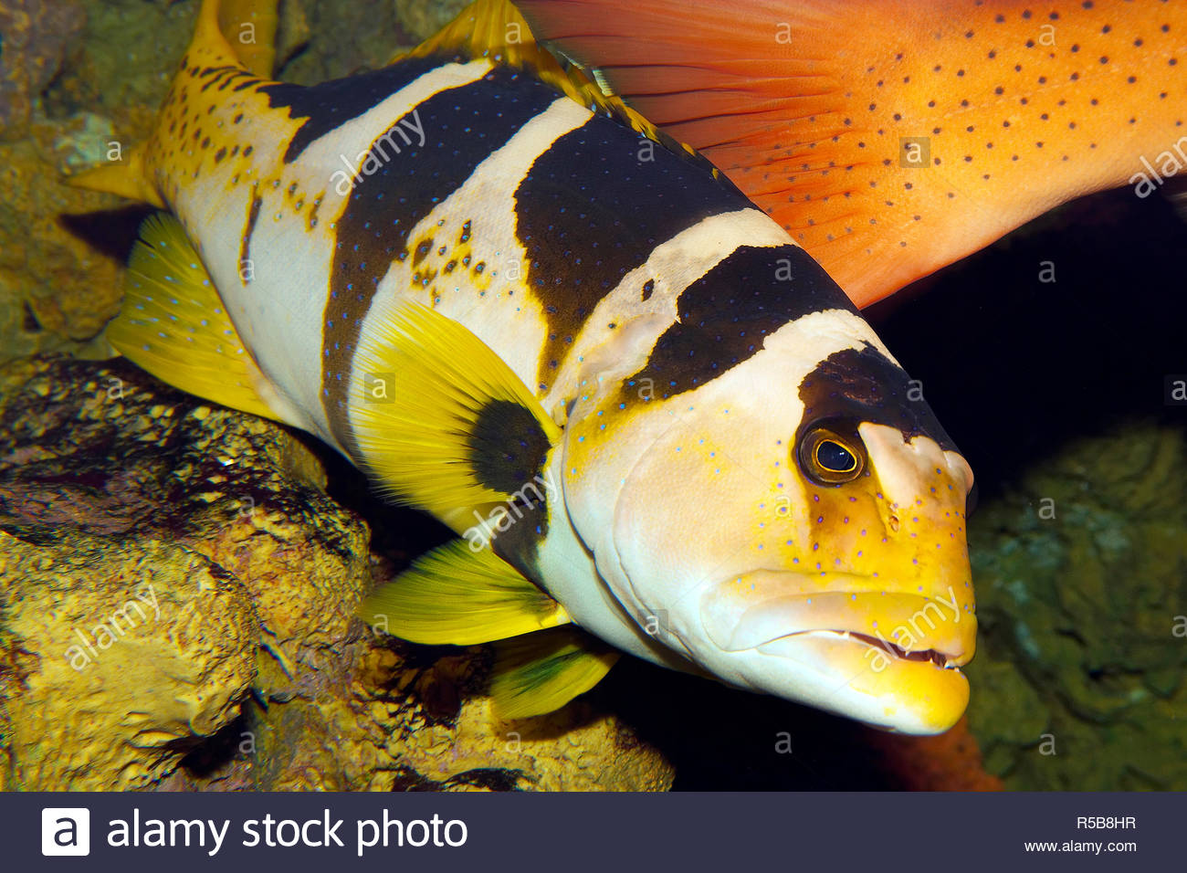 Coral Trout Stock Photos & Coral Trout Stock Images - Alamy