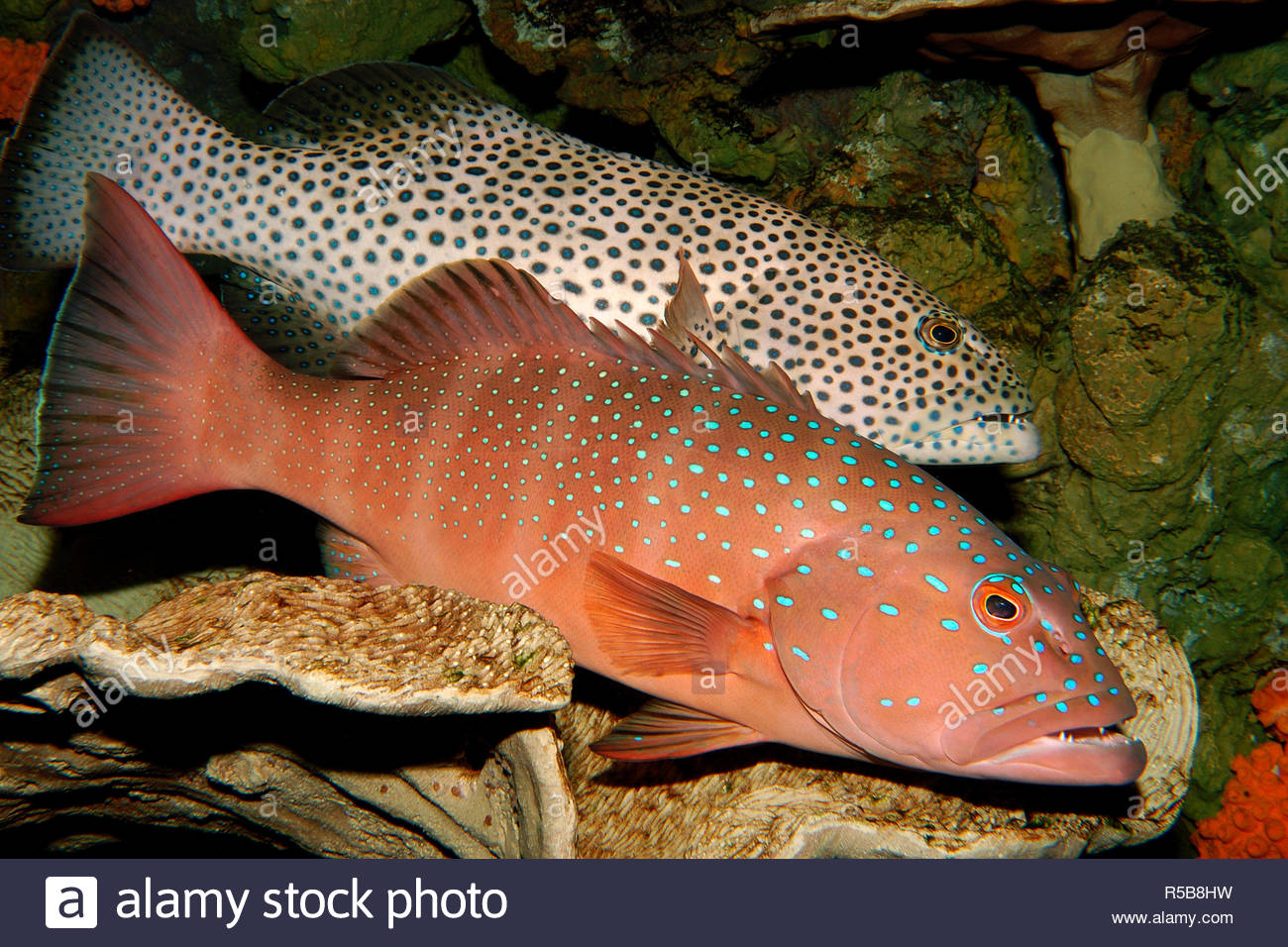 Great Barrier Reef Fish Stock Photos & Great Barrier Reef Fish Stock ...