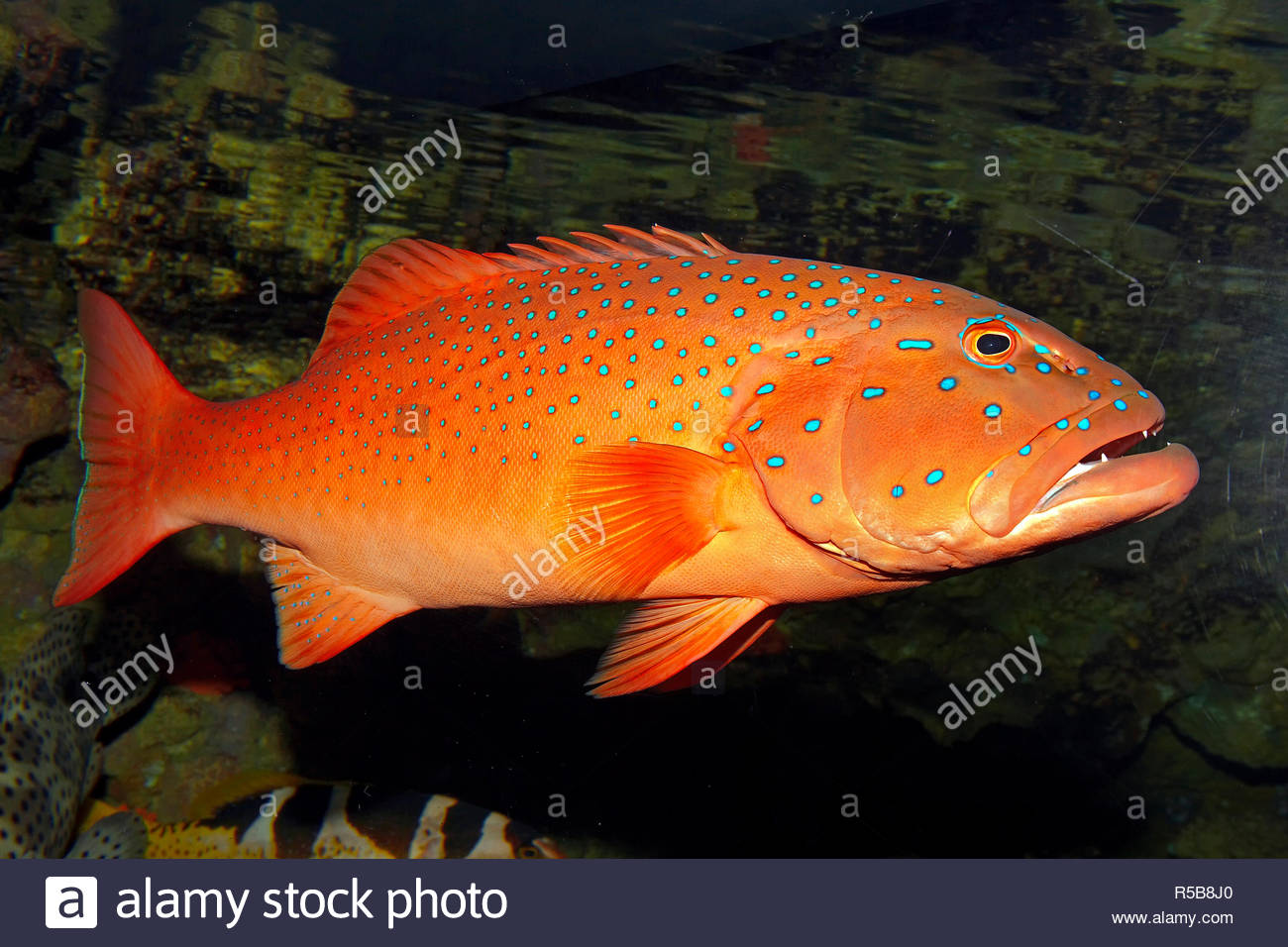 Grouper Fish Great Barrier Reef Stock Photos & Grouper Fish Great ...