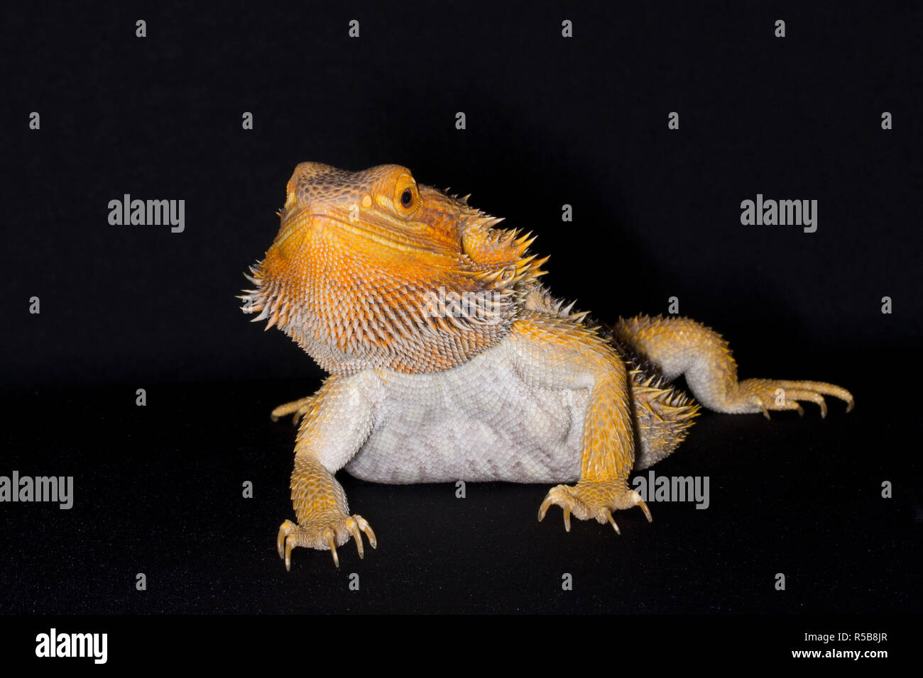 Pogona isolated hi-res stock photography and images - Alamy