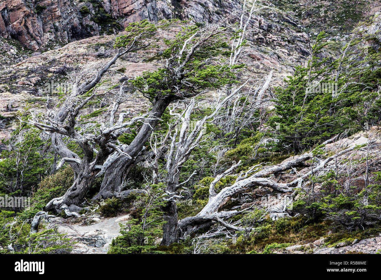 Windswept wood hi-res stock photography and images - Alamy