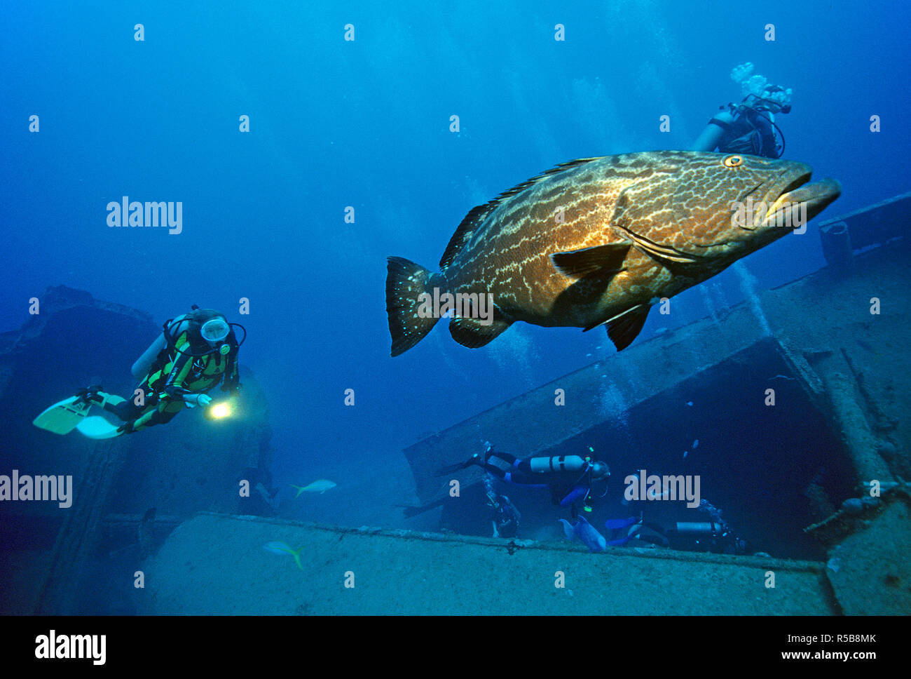 Black grouper (Mycteroperca bonaci) and scuba divers at ship wreck El ...