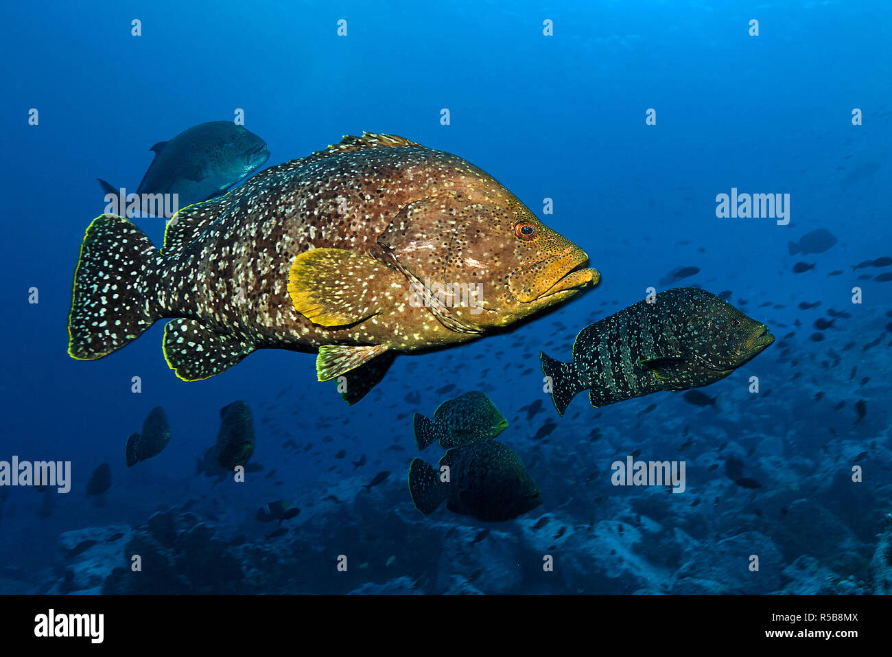 Leather bass or Marbled Grouper (Epinephelus dermatolepis), group ...