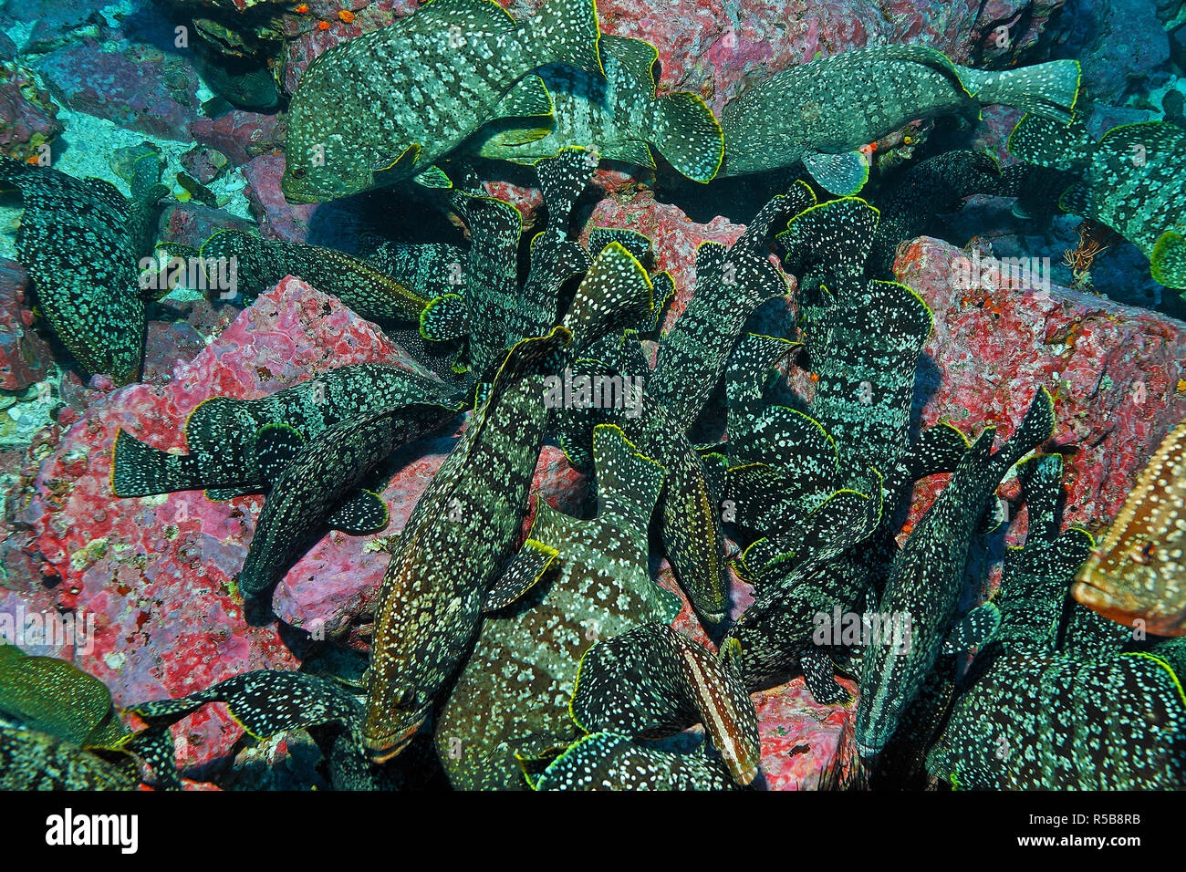 Leather bass or Marbled Grouper (Epinephelus dermatolepis), schooling ...