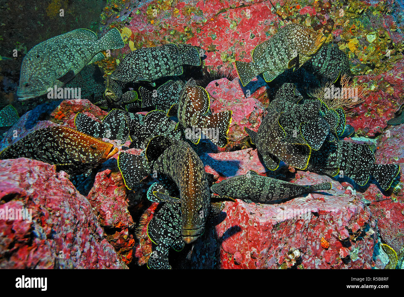 Leather bass or Marbled Grouper (Epinephelus dermatolepis), schooling ...