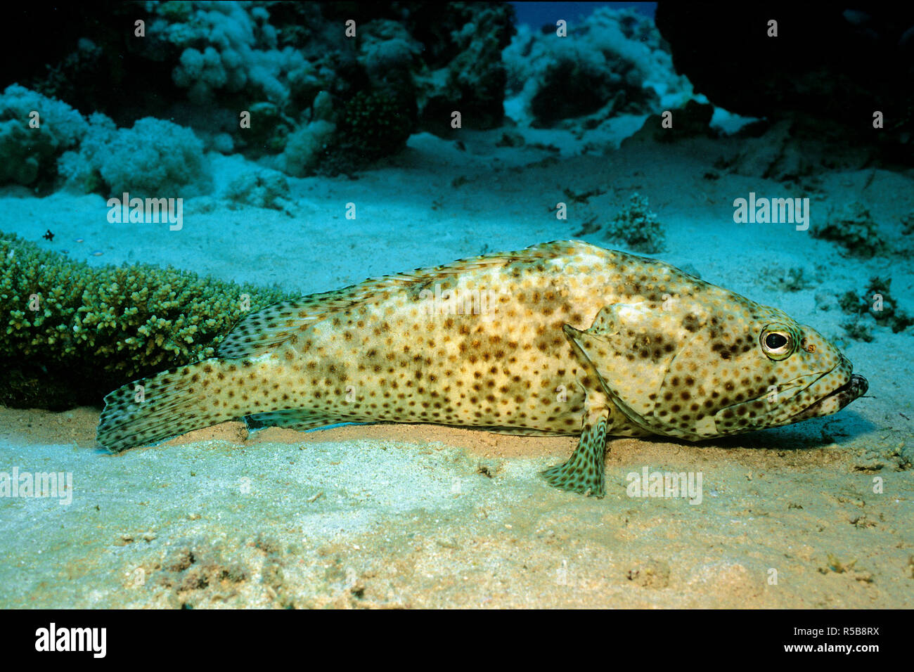 Greasy grouper hi-res stock photography and images - Alamy