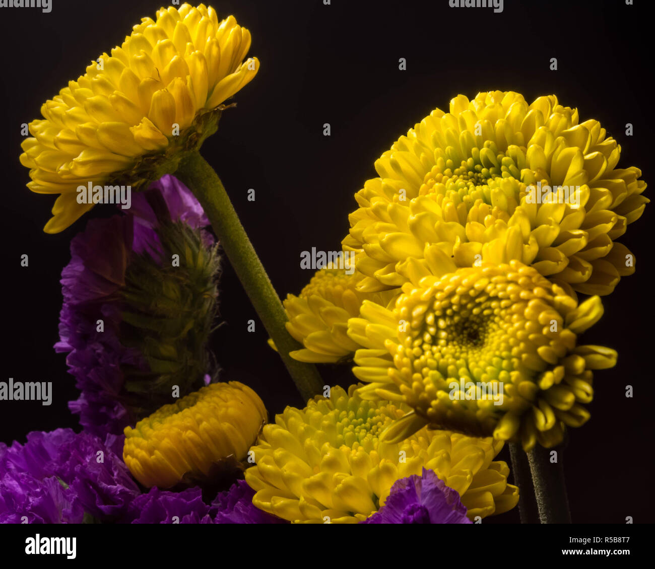 Colorful mums hi-res stock photography and images - Alamy