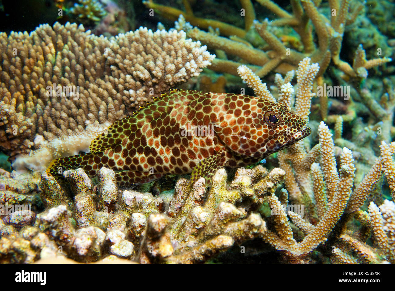 Subnose grouper, Snubnose rock cod or Large-spotted rockcod ...