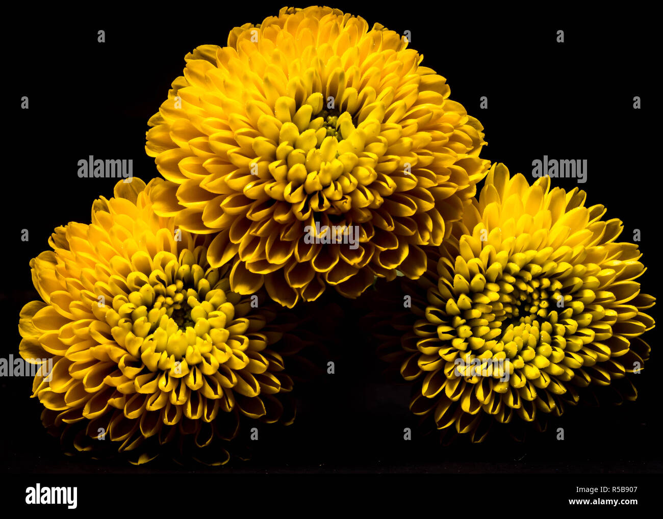 Pompons hi-res stock photography and images - Alamy