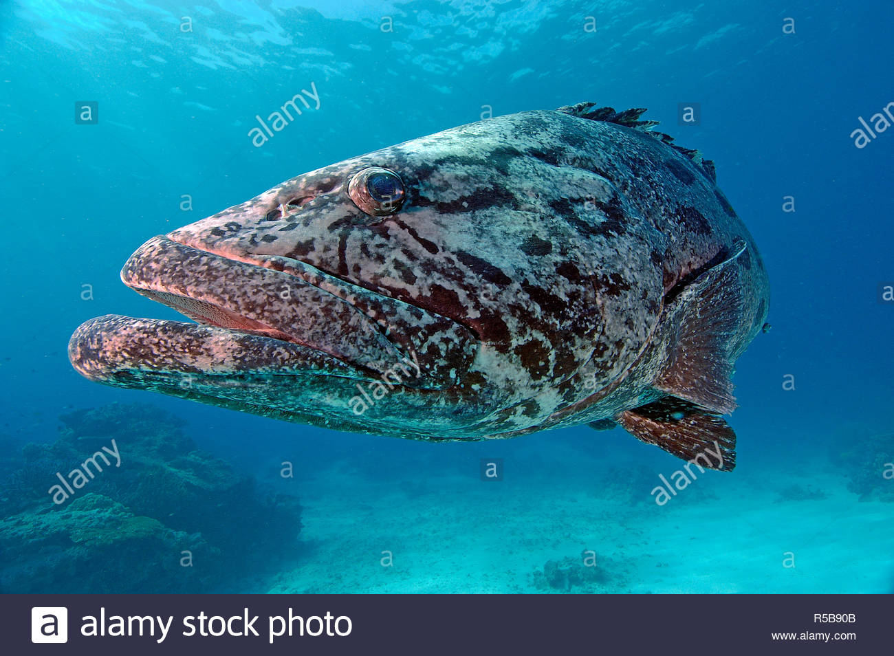 Giant Grouper Stock Photos & Giant Grouper Stock Images - Alamy