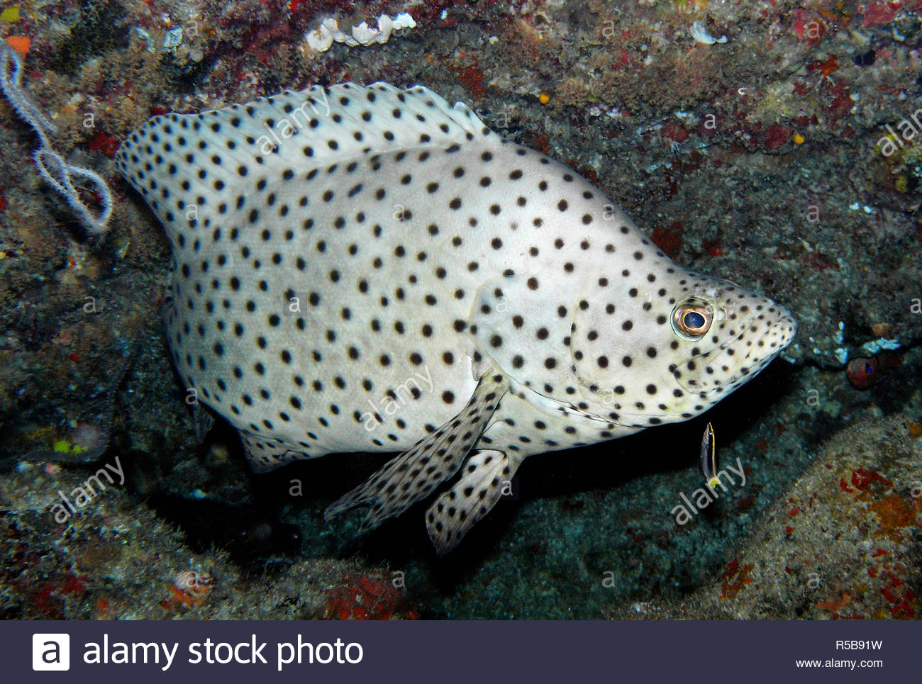 Barramundi Stock Photos & Barramundi Stock Images - Alamy